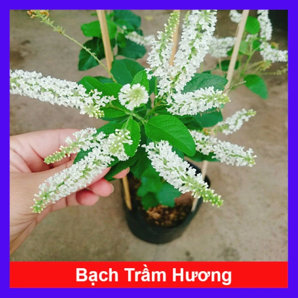 Cây Bạch Trầm Hương thơm quanh năm, hoa hơn nhài, mang lộc vào nhà ...